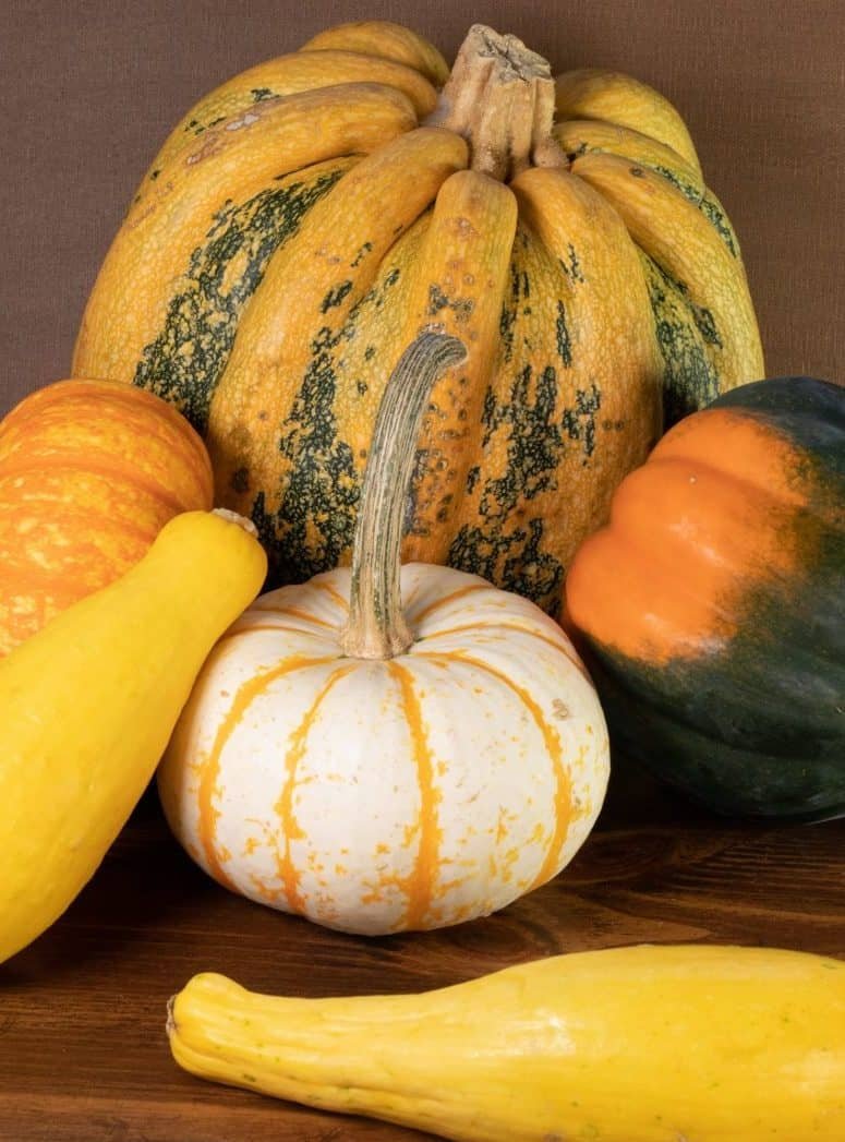 Best Squash to Grow and Eat