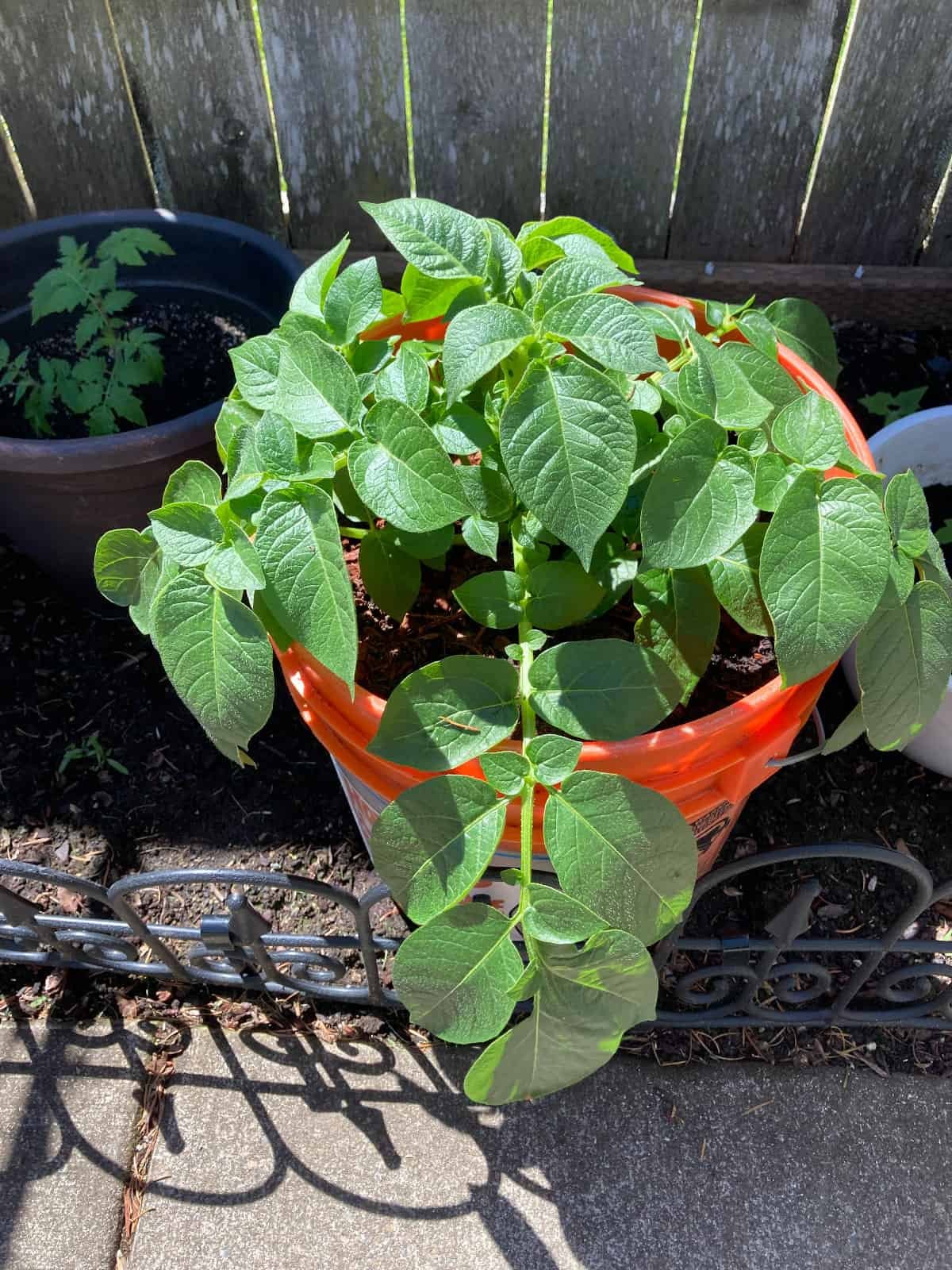 How to Plant and Care for Potatoes